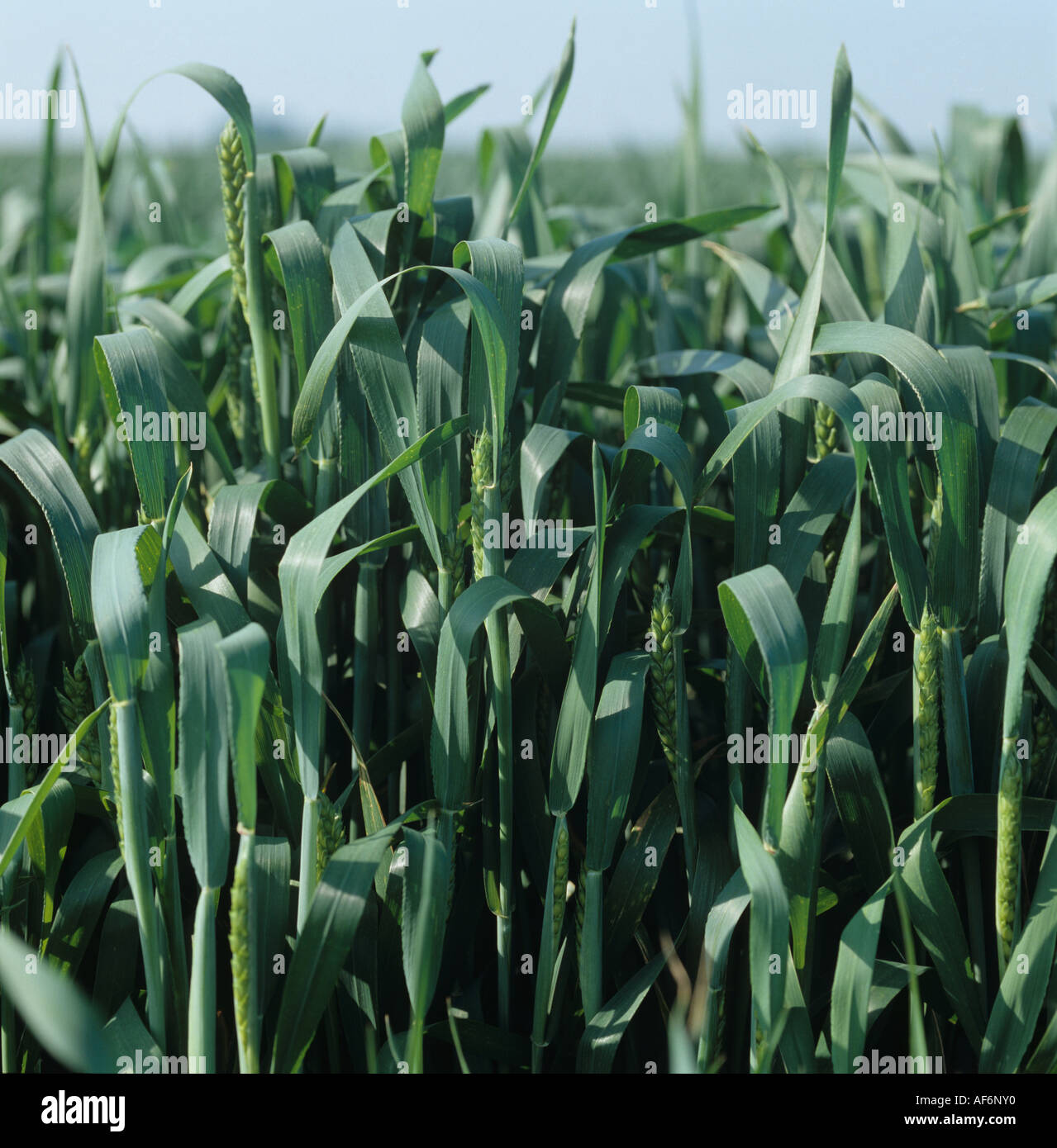 Wheat crop with ears emerging and in boot Stock Photo - Alamy