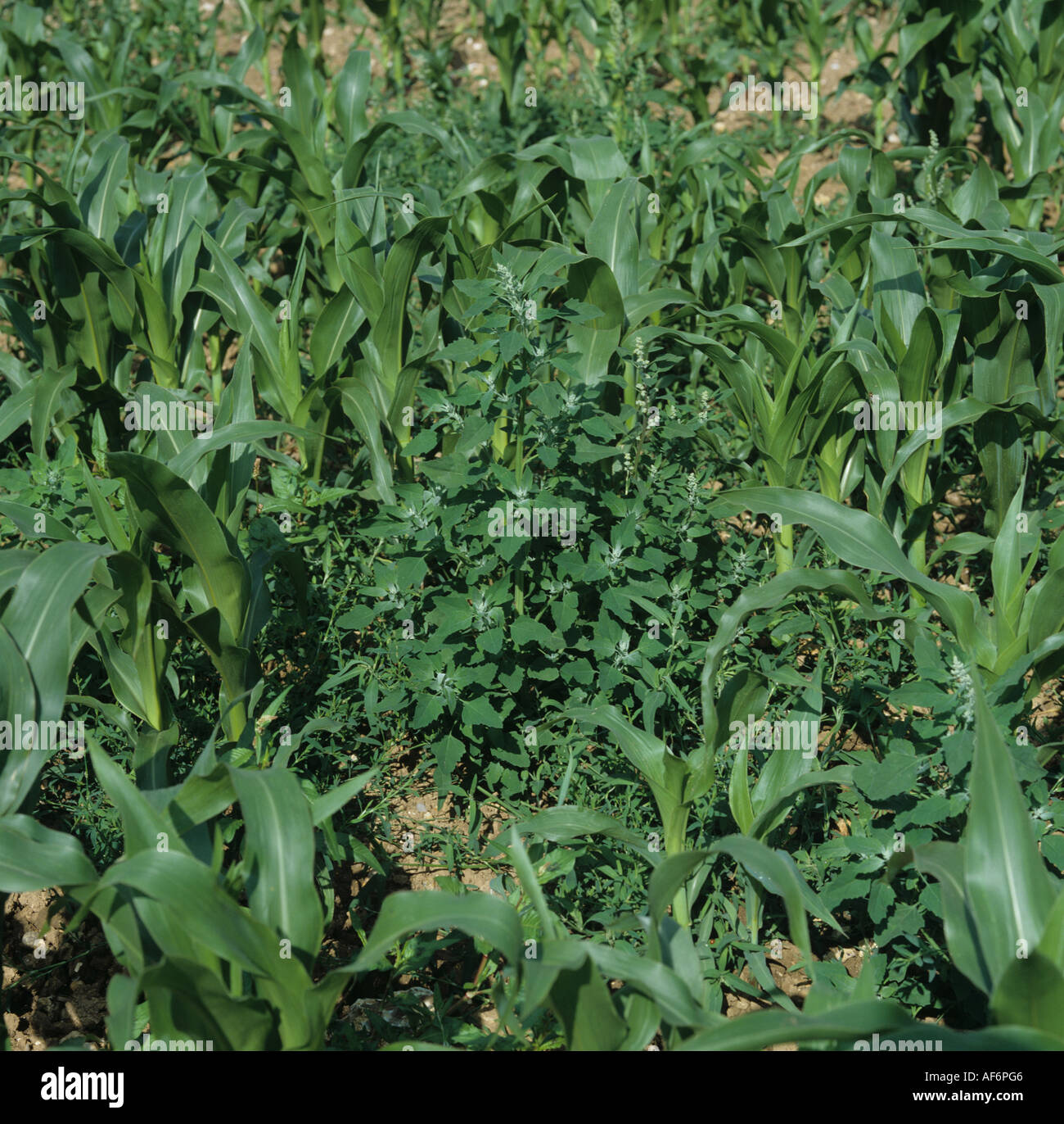 Fat hen Chenopodium album flowering weed in young maize or corn crop ...