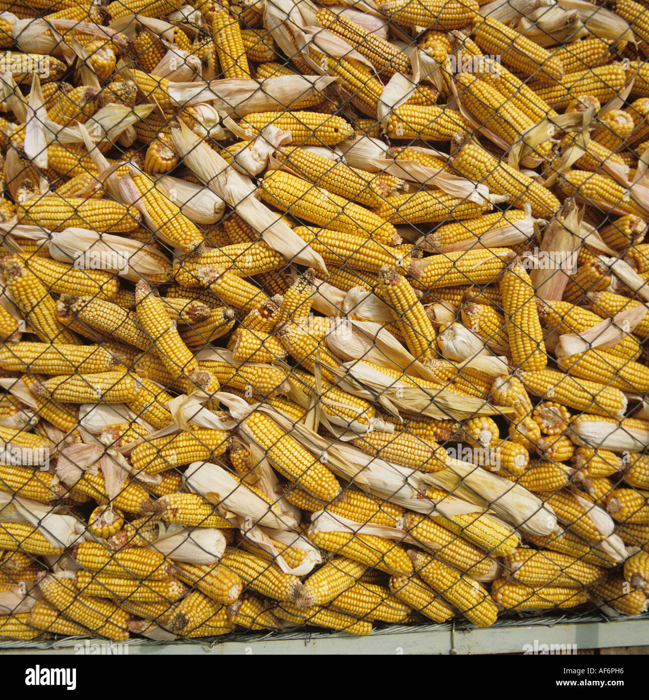 Mesh cages hi-res stock photography and images - Alamy