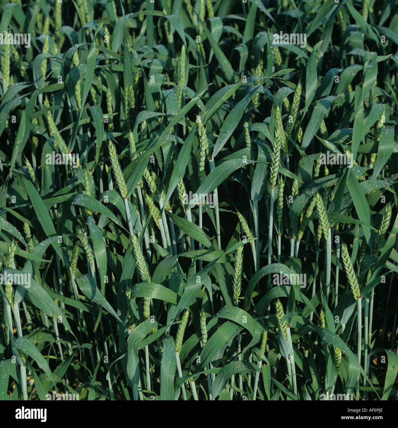 Close up of wheat crop with young emerging ears Stock Photo - Alamy