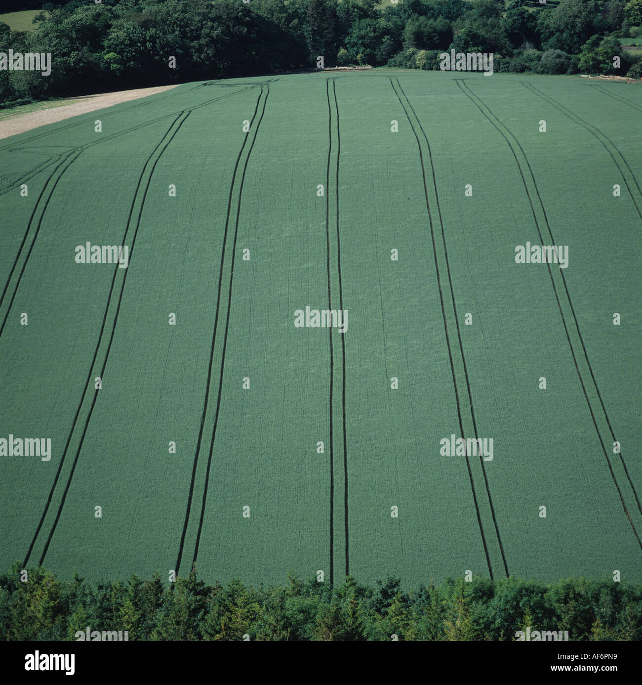 High view looking down on an even crop of wheat with parallel tramlines ...