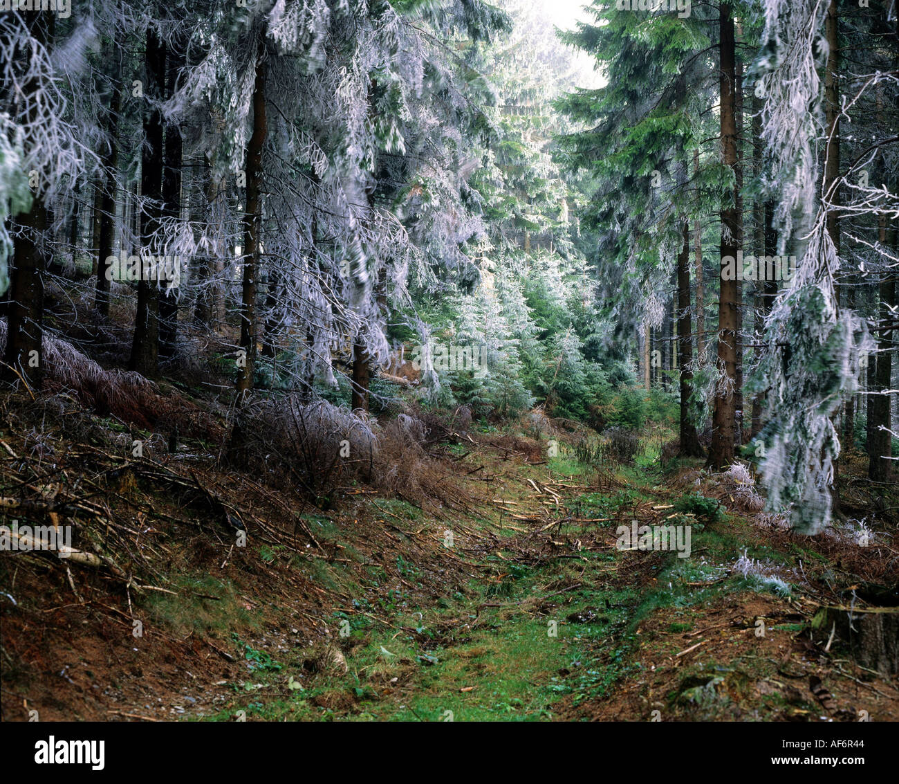 geography / travel, Germany, Hesse, Sauerland, Nature park Diemelsee ...
