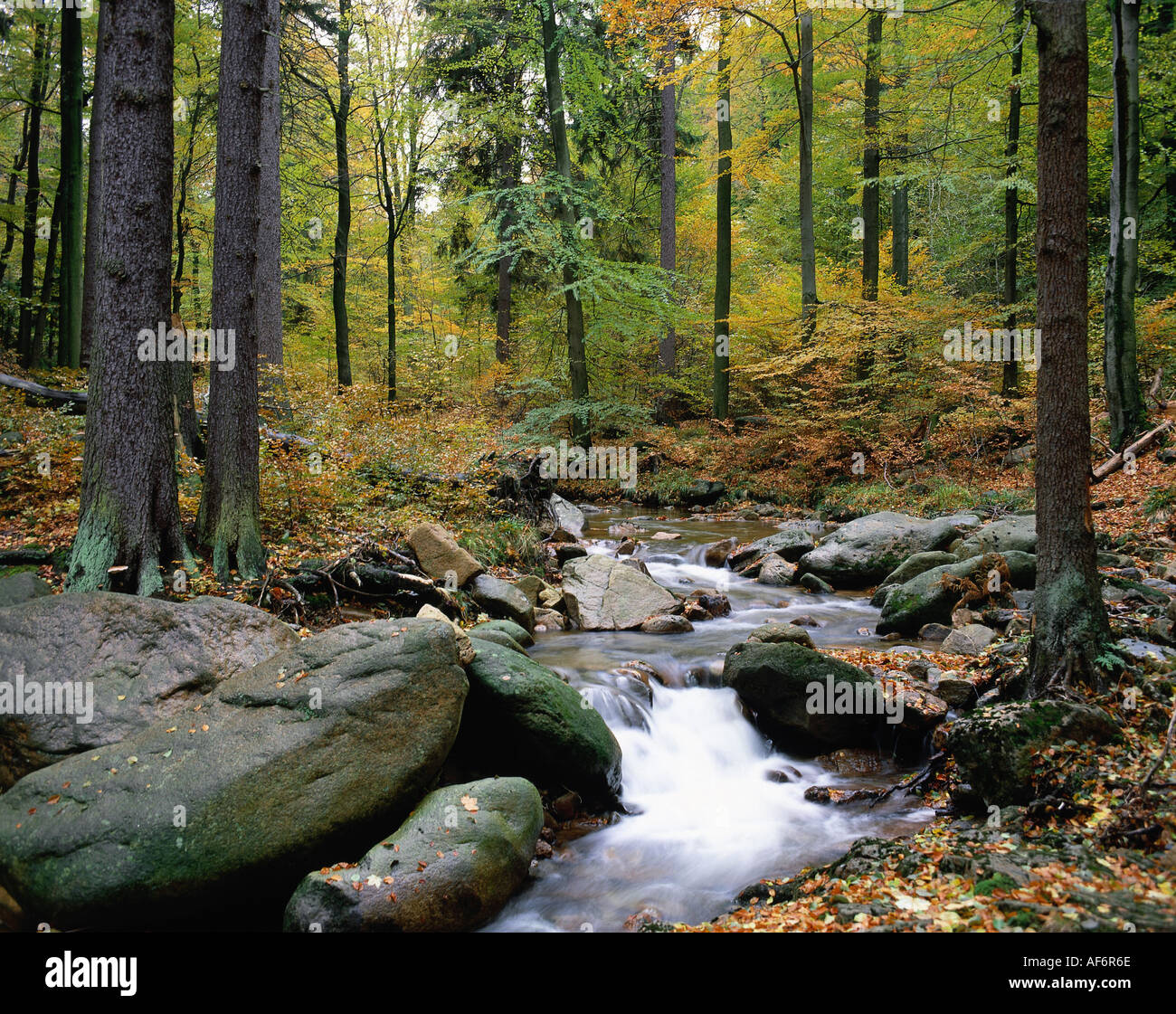 geography / travel, Germany, Saxony-Anhalt, Nationalpark Hochharz ...