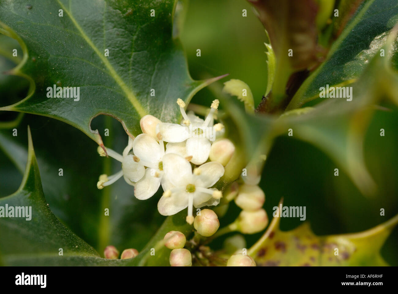 Close up of male flowers the holly tree Stock Photo - Alamy