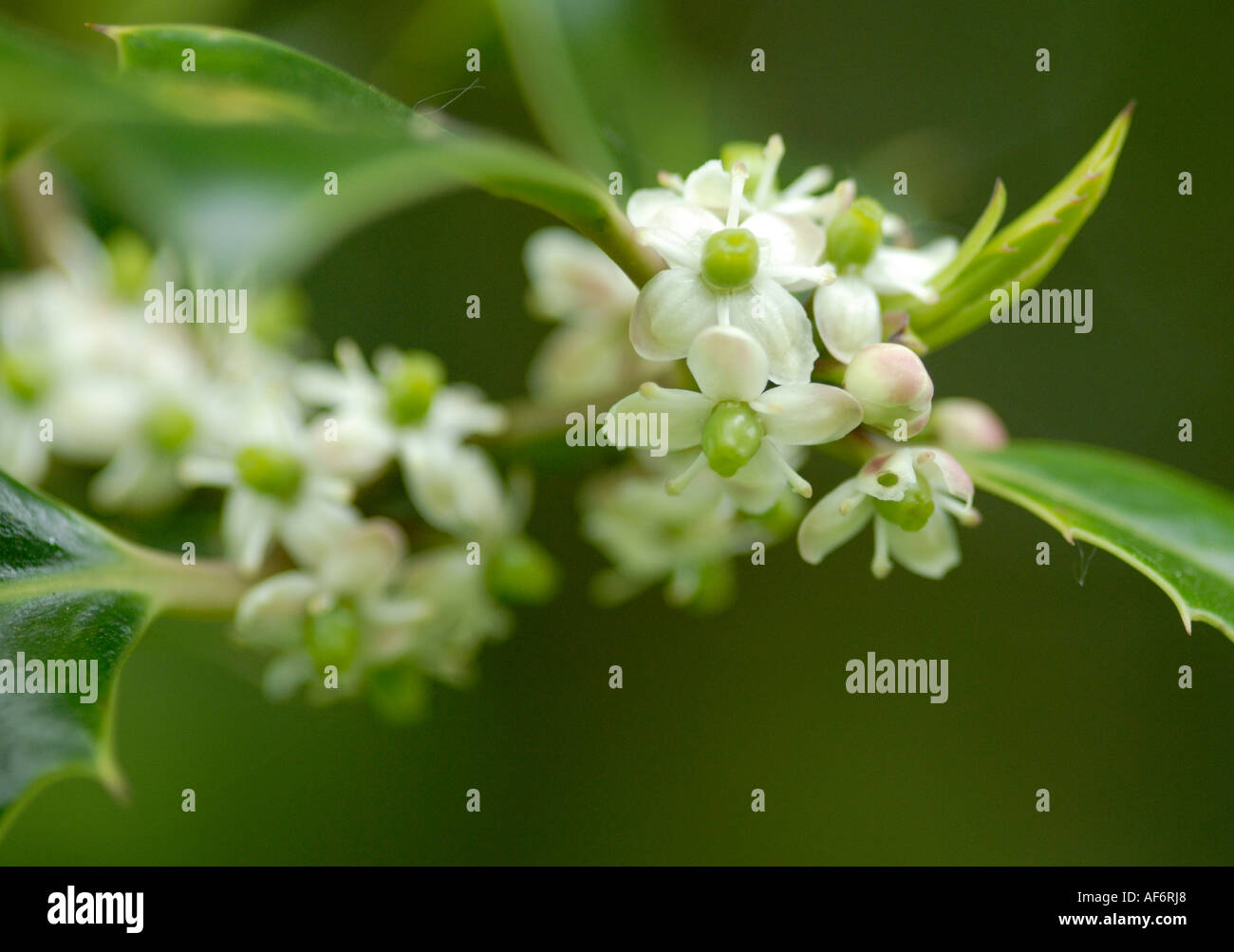 Holly tree hi-res stock photography and images - Alamy