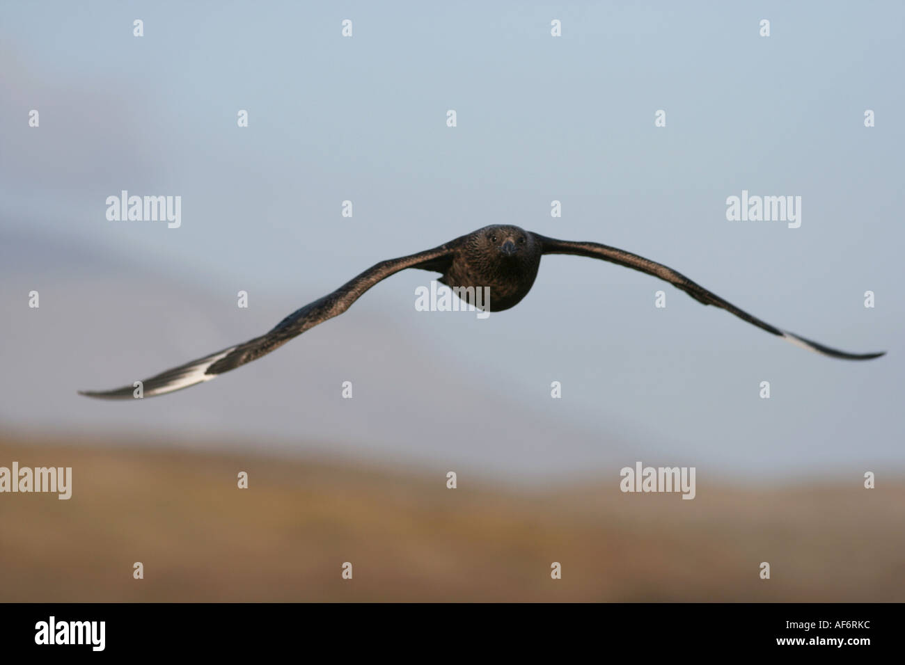 Great skua attack hi-res stock photography and images - Alamy