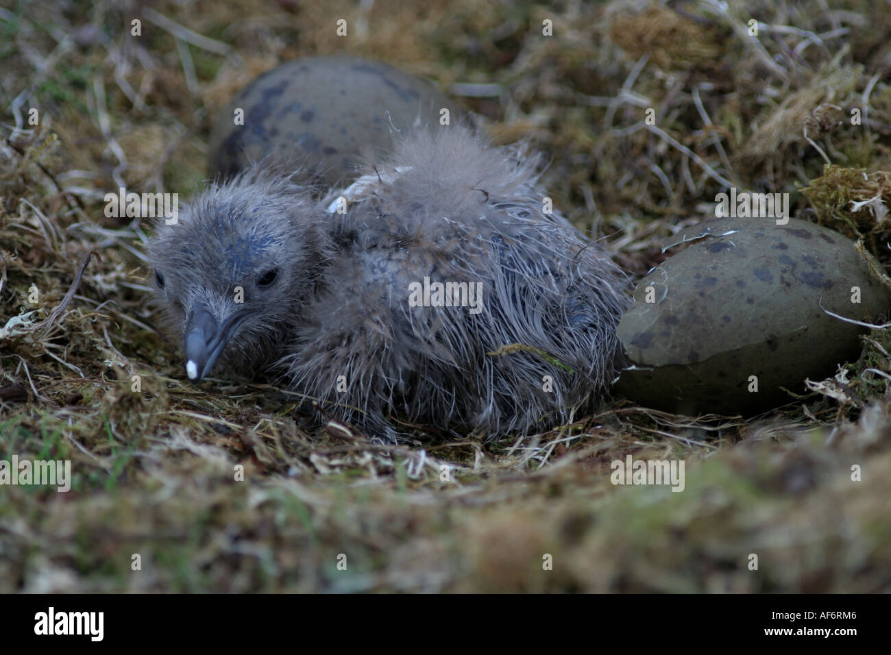 Ugly hatchling hi-res stock photography and images - Alamy