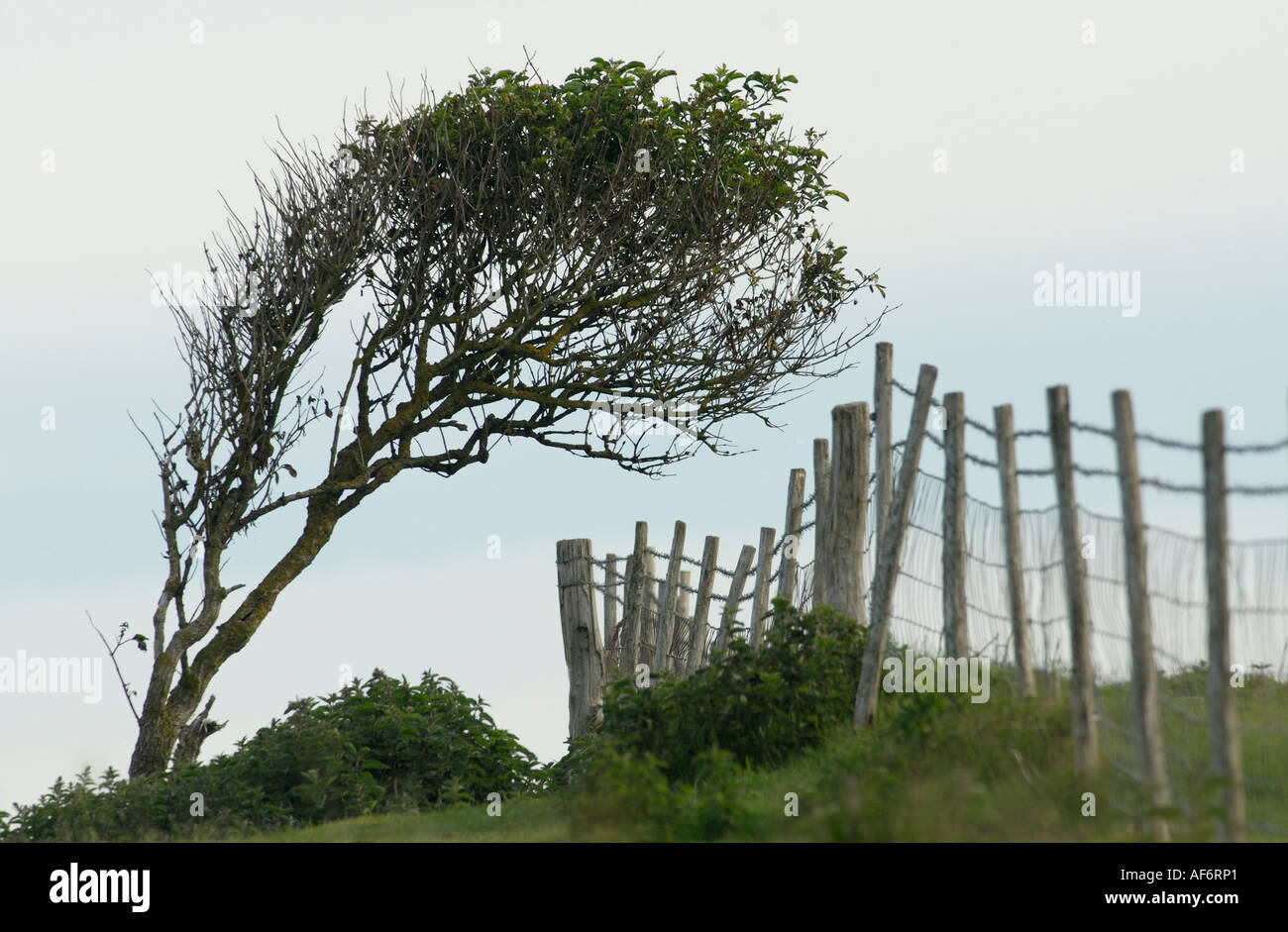 Windswept stunted bent tree hi-res stock photography and images - Alamy