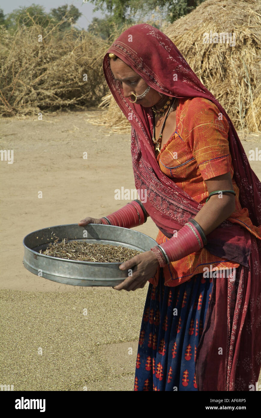 Bishnoi woman sifting grains in Rajasthan India Stock Photo - Alamy