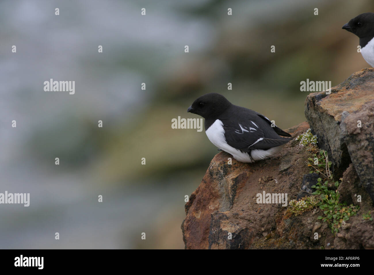 Barentshavet hi-res stock photography and images - Alamy