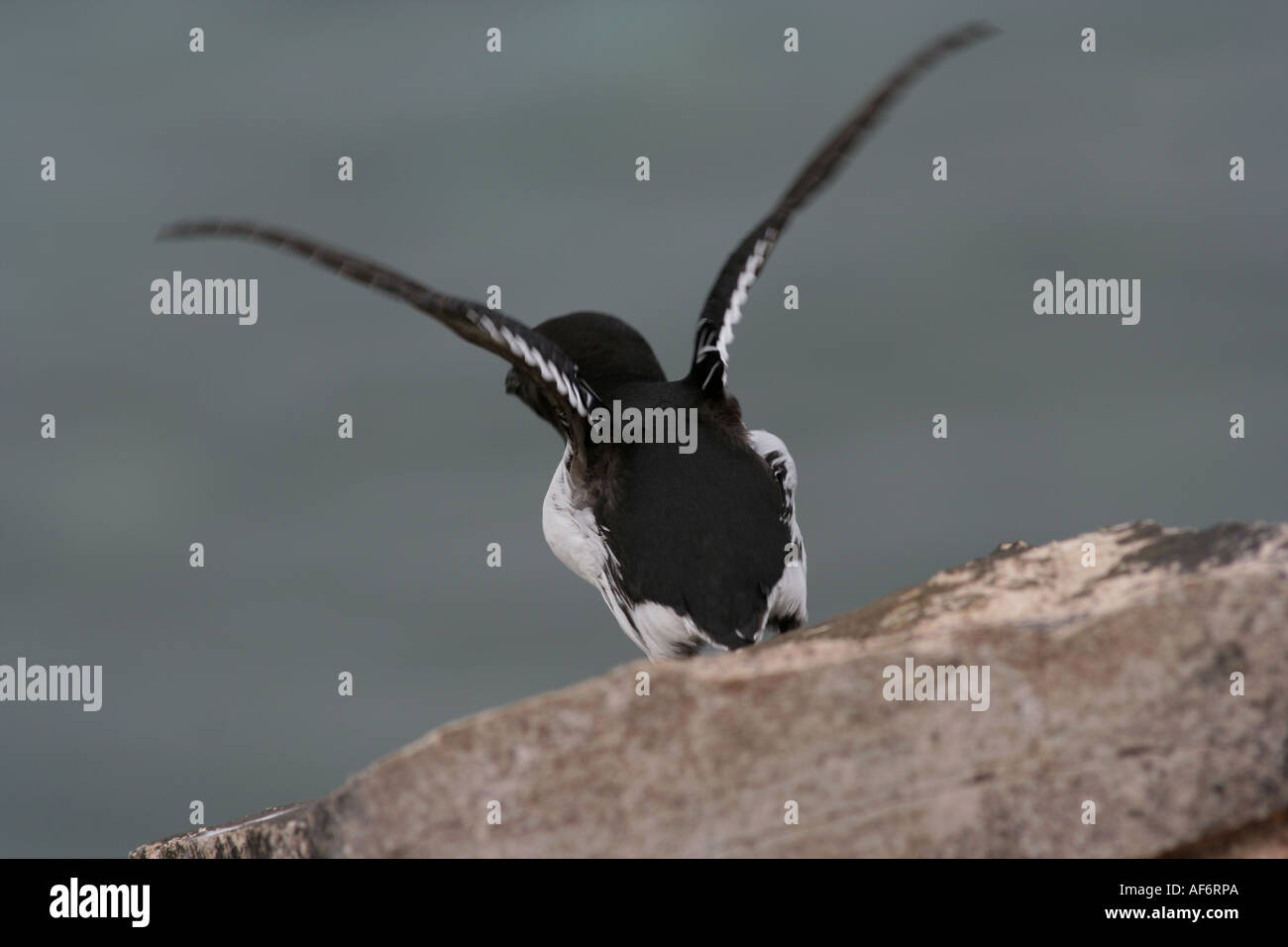 Alkekonge hi-res stock photography and images - Alamy