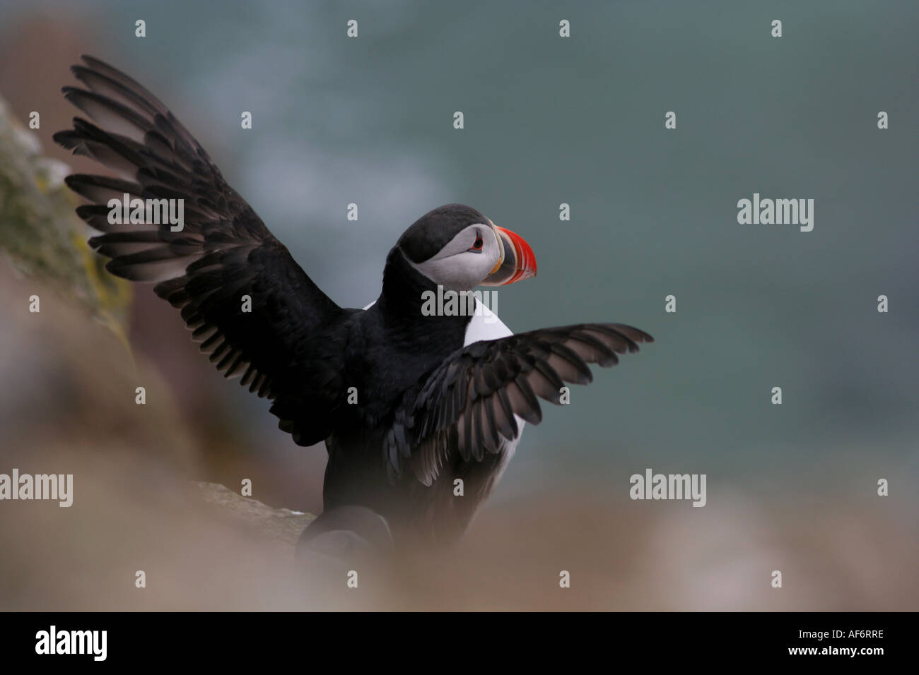 Sad puffin hi-res stock photography and images - Alamy