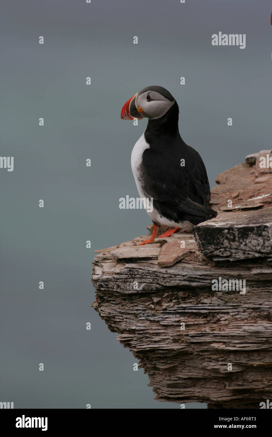 Sad puffin hi-res stock photography and images - Alamy