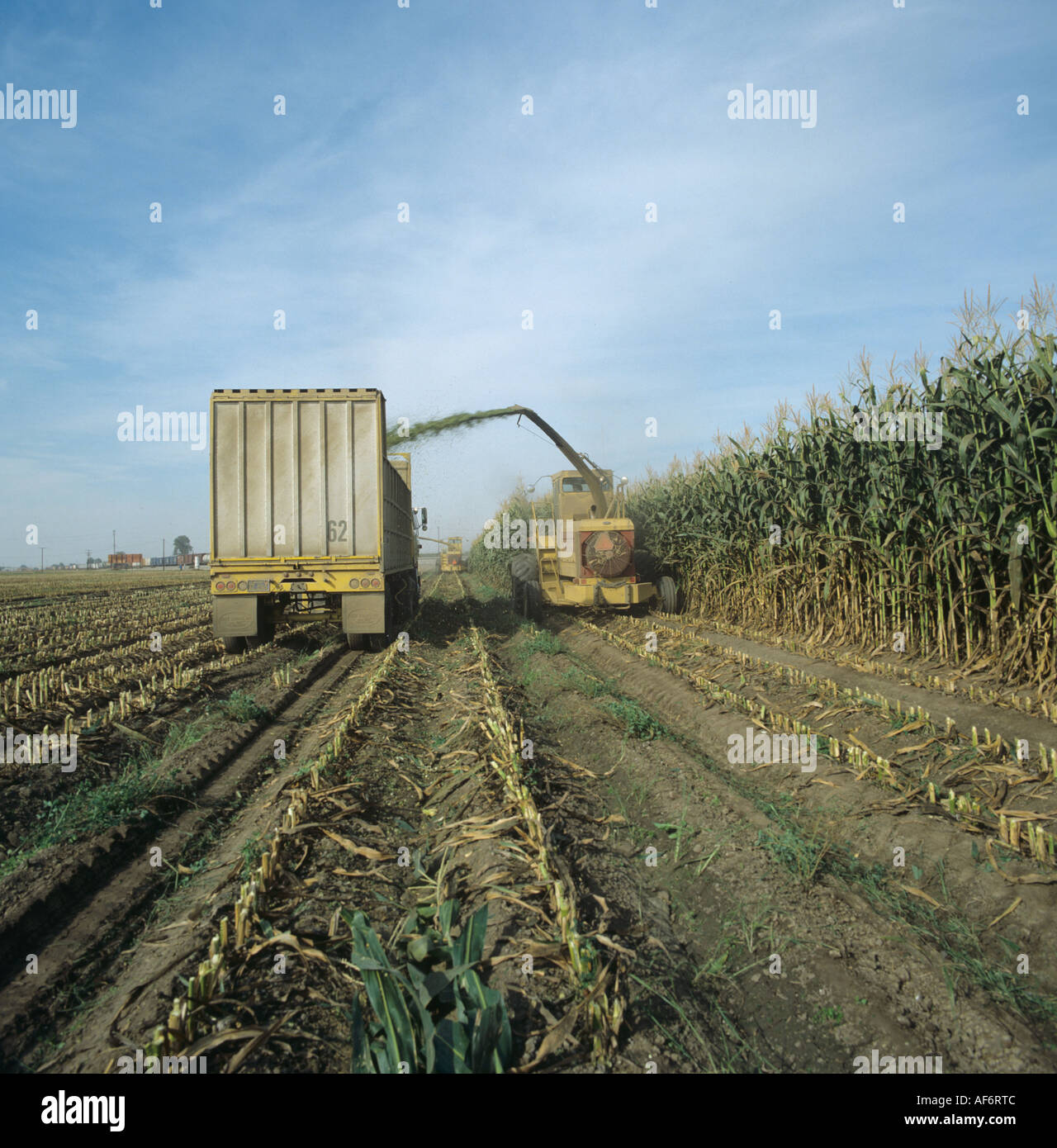 Forage harvesting tall maize or corn crop with New Holland forager ...