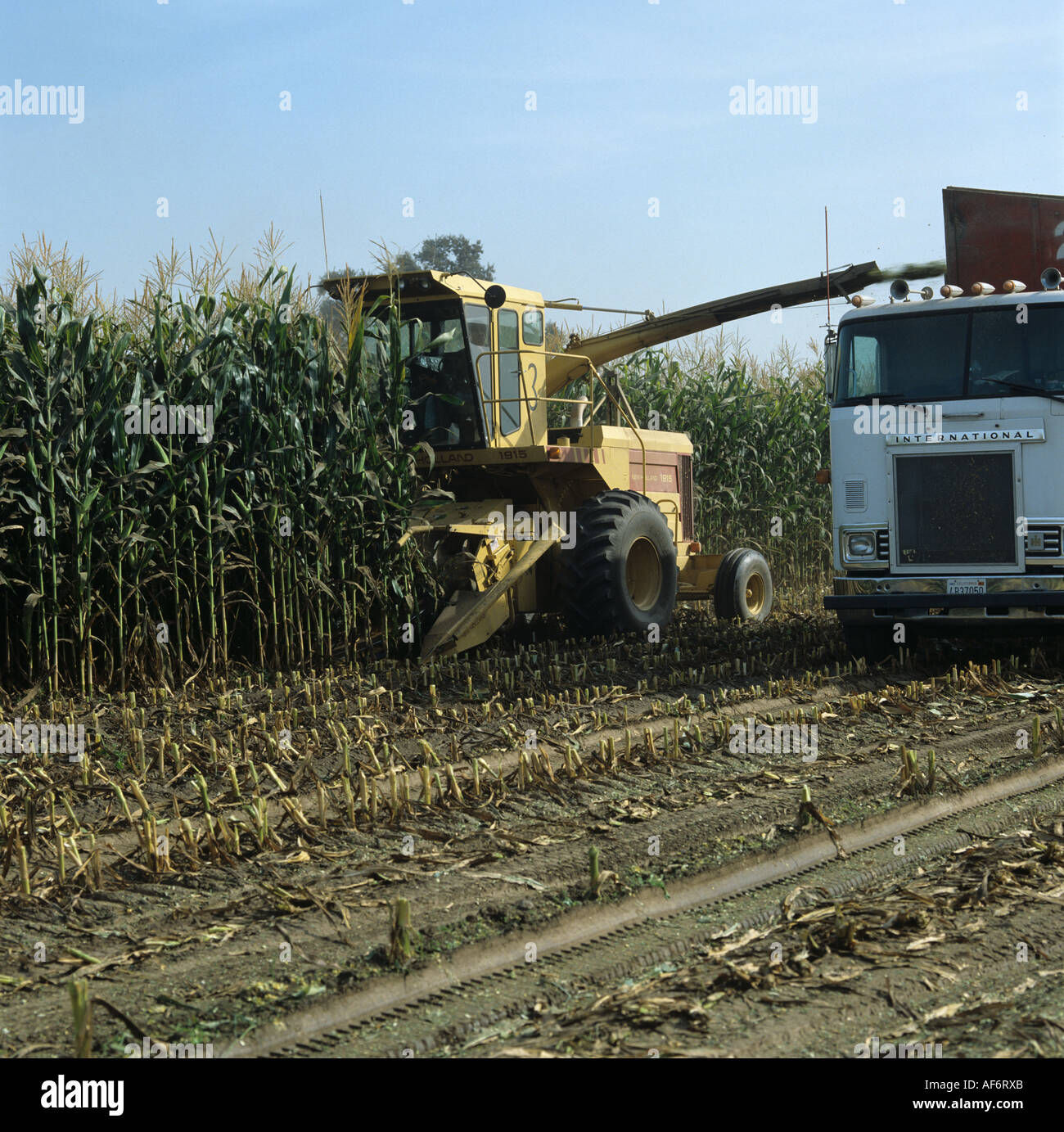 Forage harvesting tall maize or corn crop with New Holland forager ...