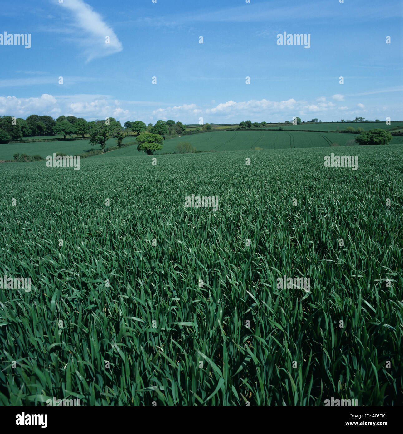 Good wheat crop at growth stage 37 on a fine early summer day in Devon ...