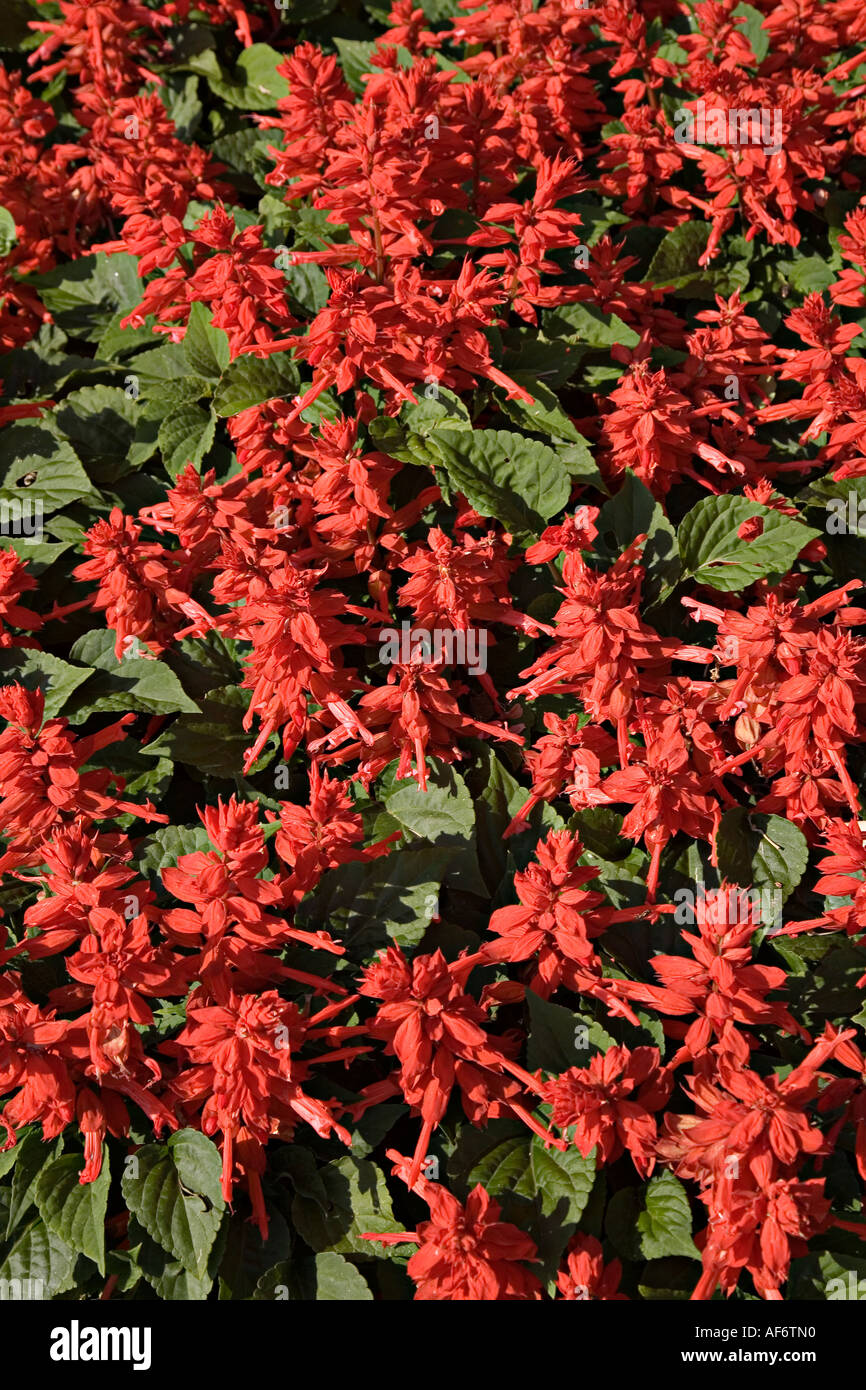 Salvia splendens blaze of fire hi-res stock photography and images - Alamy