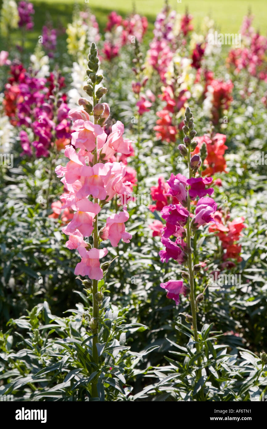 Mixed colours of snapdragon Antirrhinum majus in public garden Wales UK ...