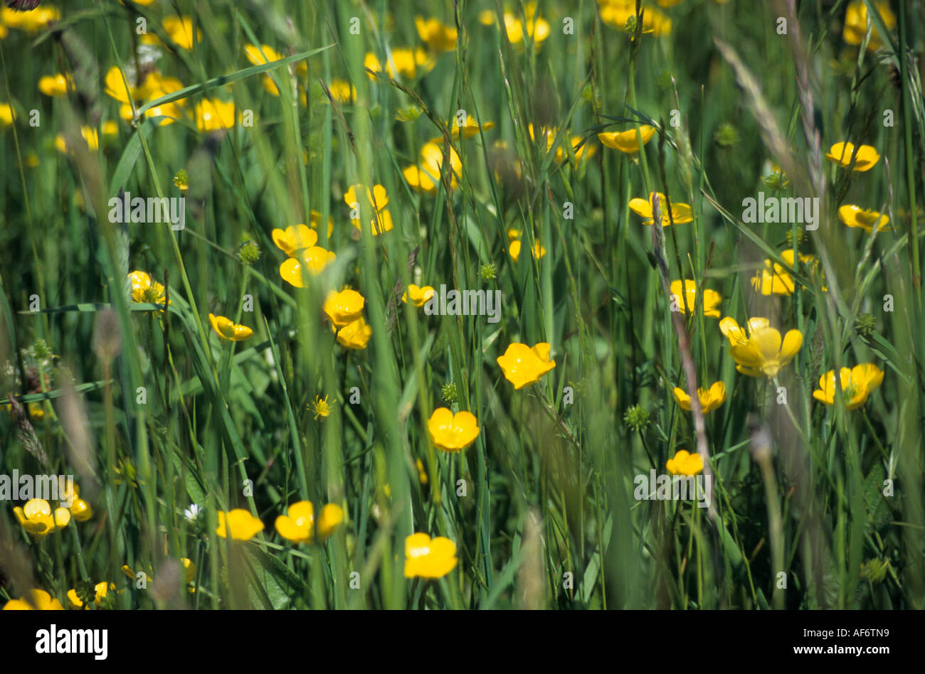 Mass of buttercups hi-res stock photography and images - Alamy