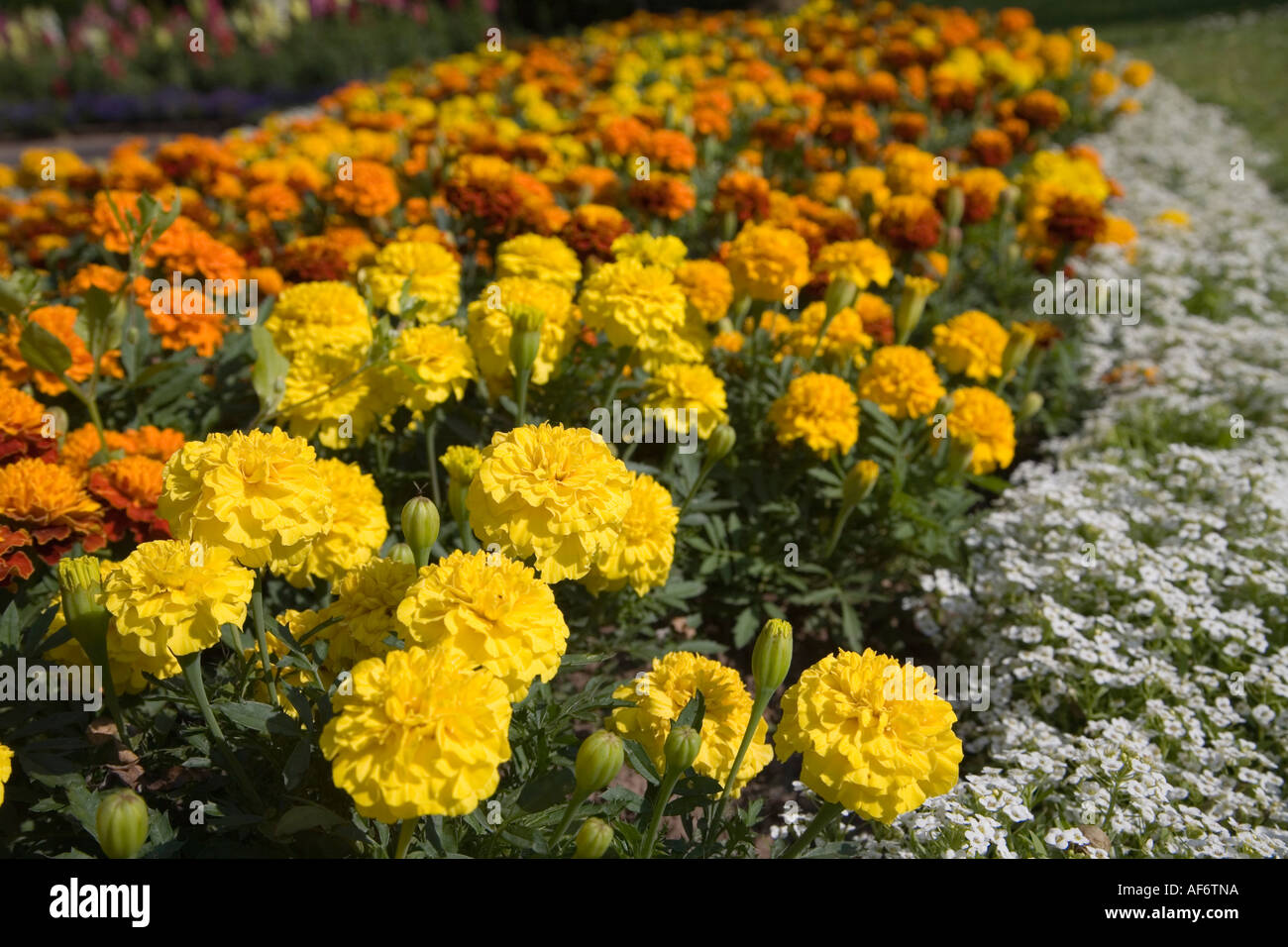 French Marigold Flower Bed