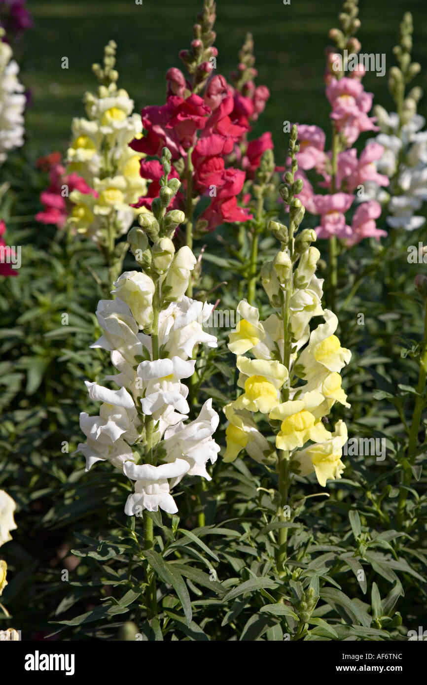 Mixed colours of snapdragon Antirrhinum majus Wales UK Stock Photo - Alamy