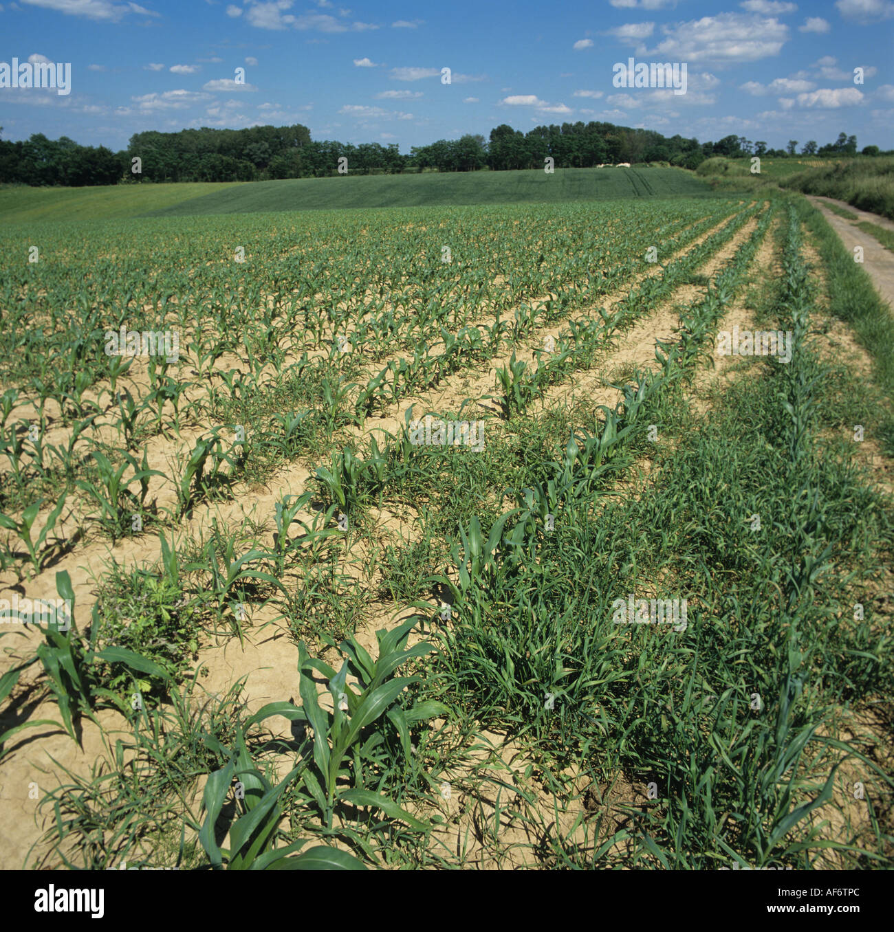 Couch Agropyron repens grass weed infestation in a young maize or corn ...