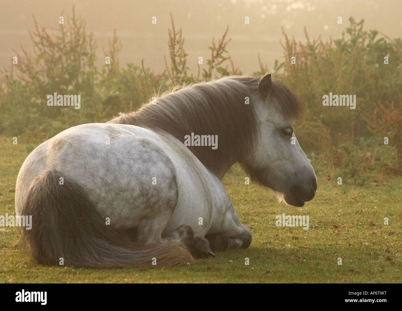 Pony Down