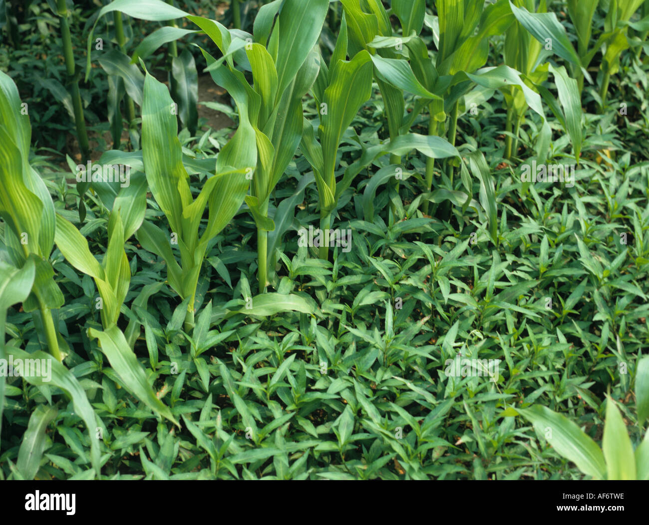 Redshank Polygonum persicaria in immature maize or corn crop France ...