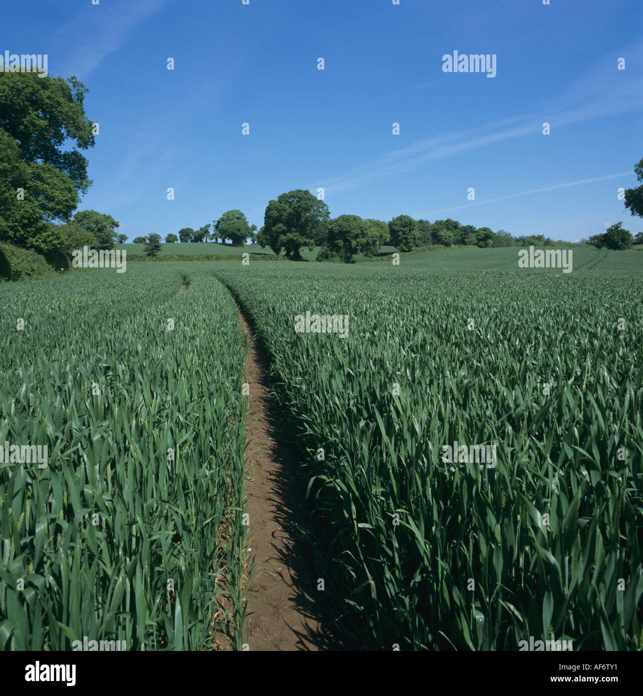 Looking along tramlines of a good even crop of wheat in a small Devon ...