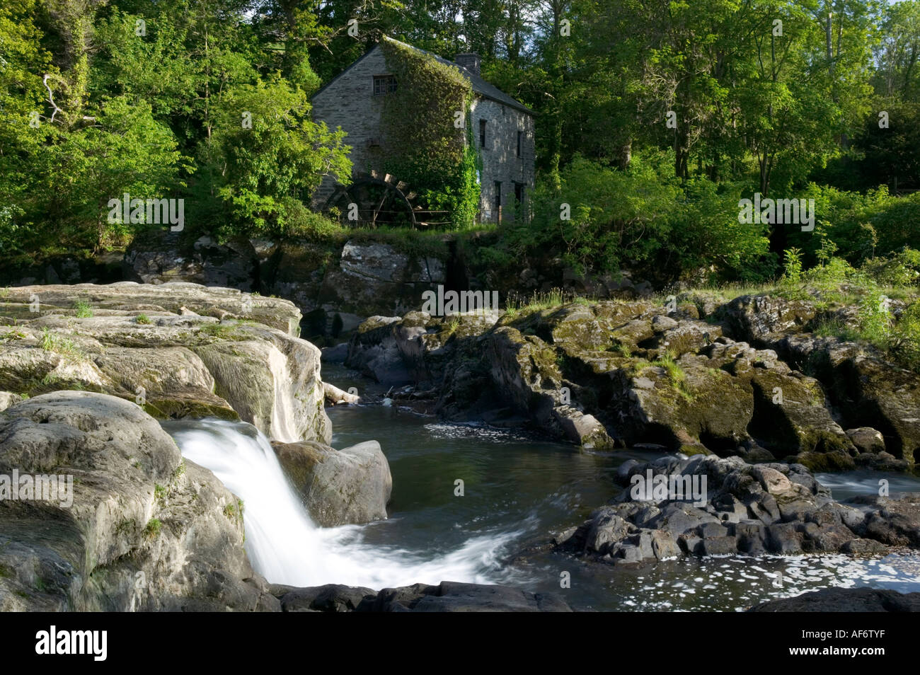 Cenarth falls salmon hi-res stock photography and images - Alamy