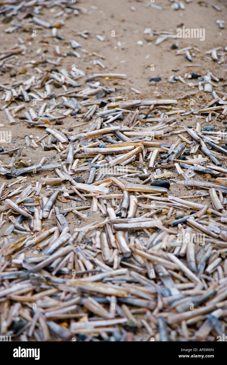 Razor shells on Holkham Beach Norfolk UK Stock Photo - Alamy