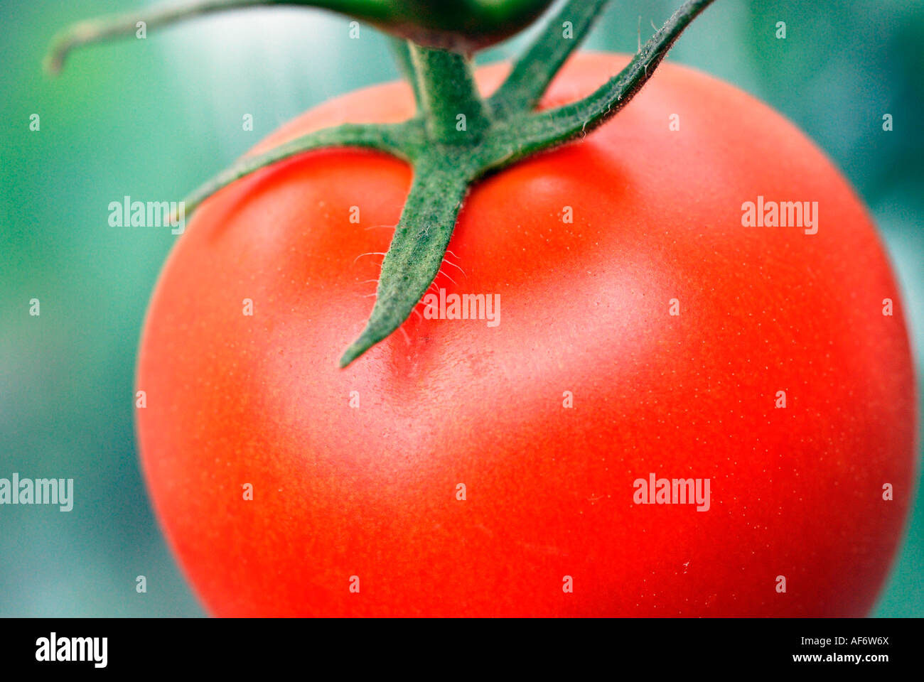 Shirley tomato hi-res stock photography and images - Alamy