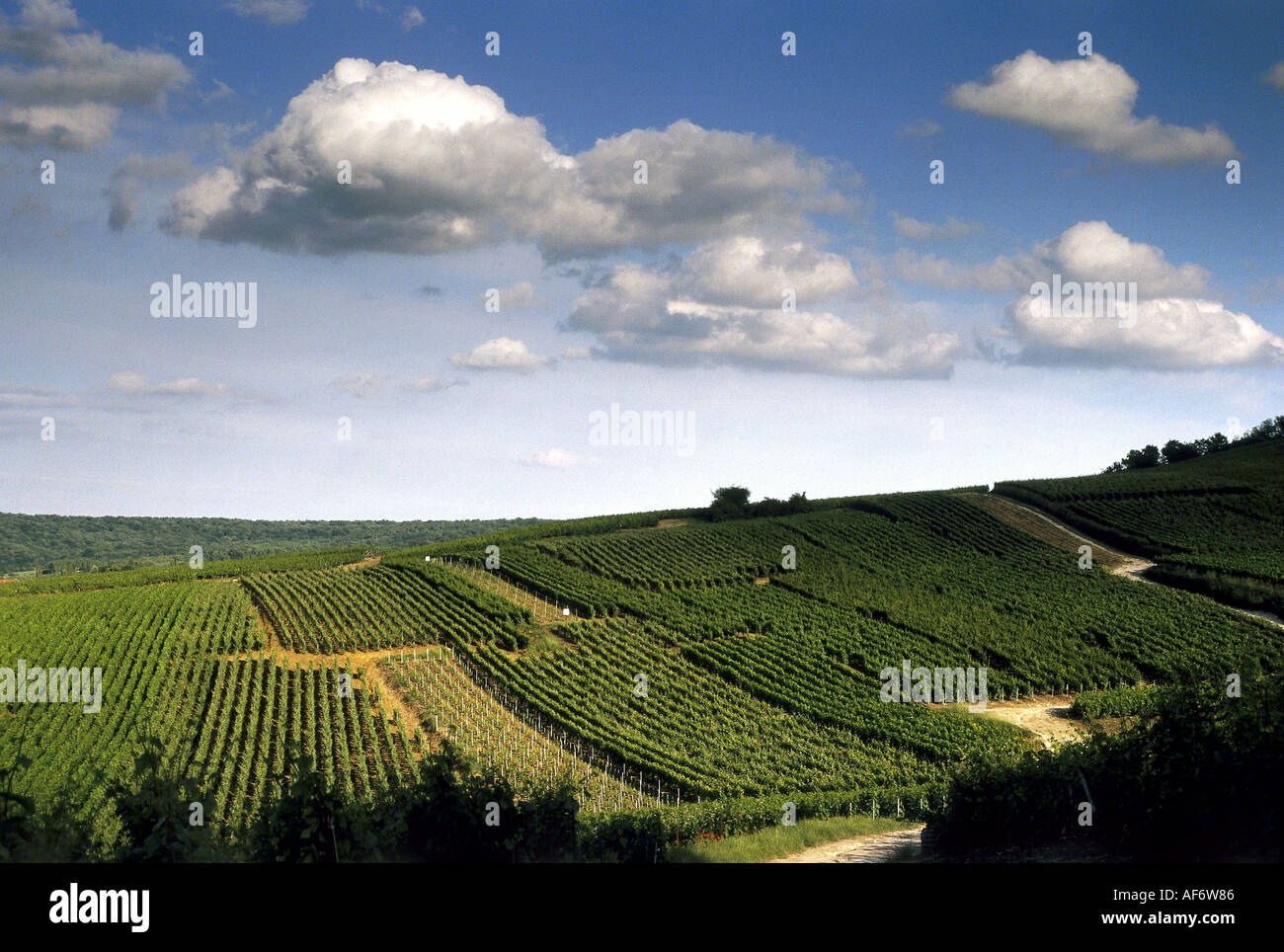 geography / travel, France, Champagne, wine-growing area near Reims ...
