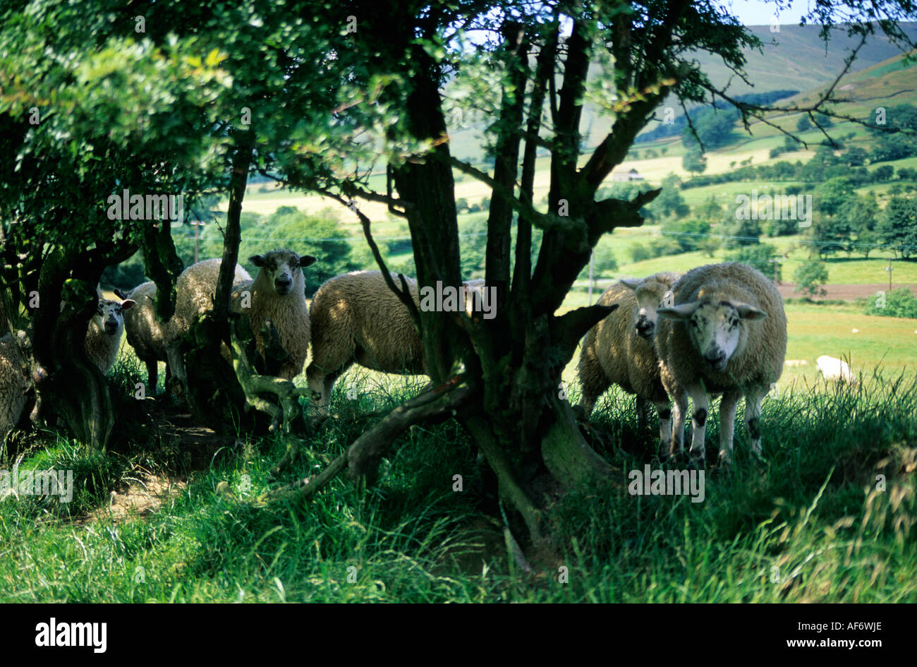 Sheep sheltering under trees Stock Photo - Alamy