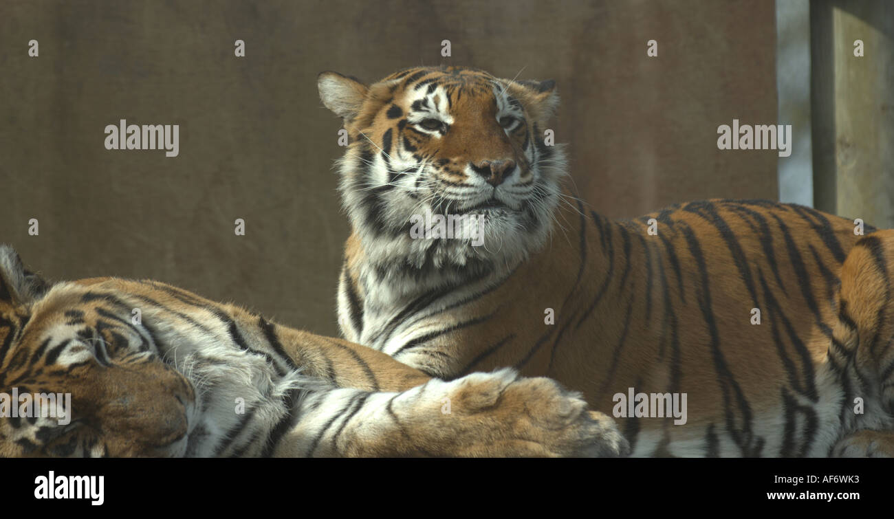 Male and female Siberian tiger panthera tigris altaicia Stock Photo - Alamy