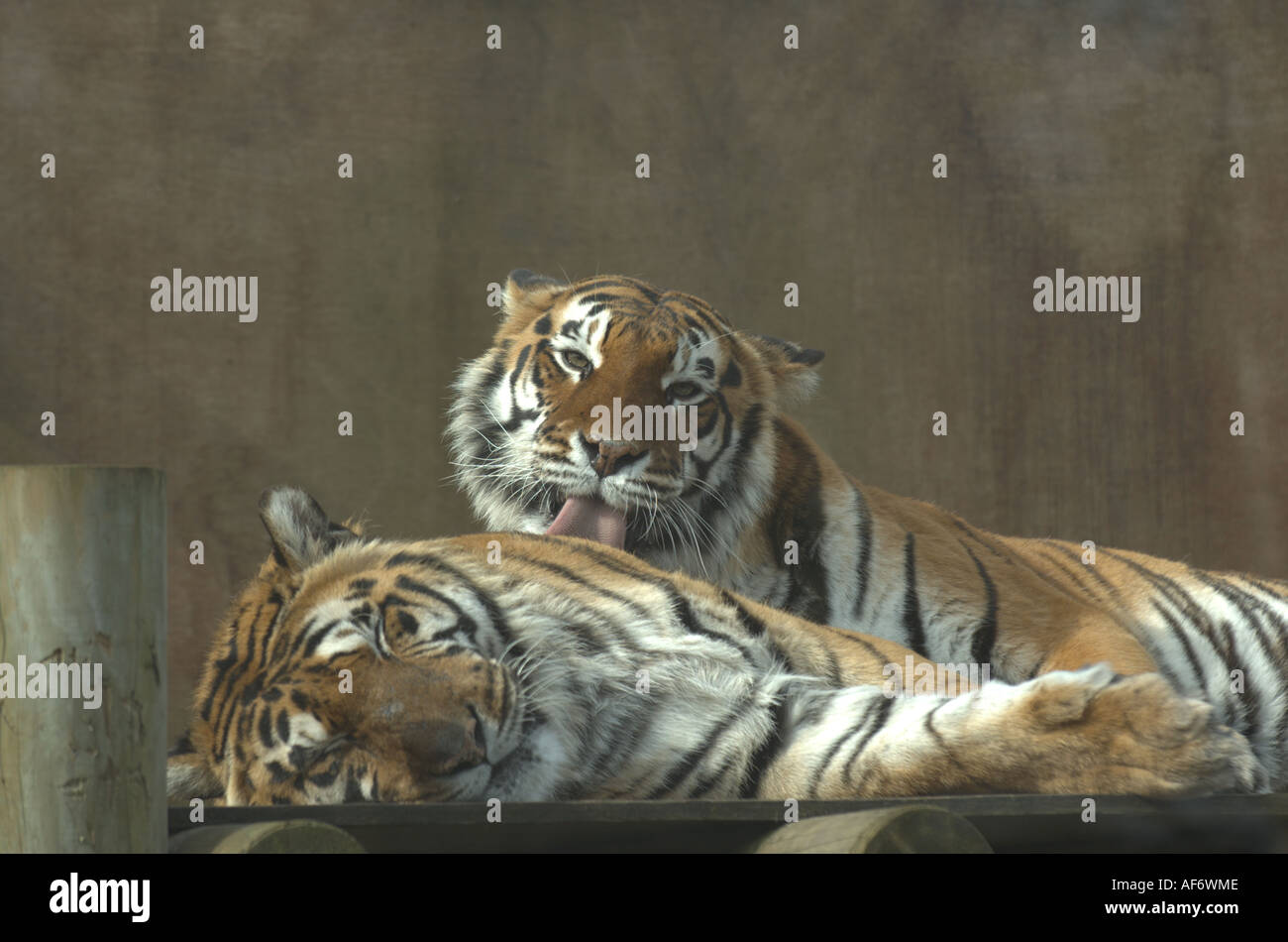 Grooming siberian tiger hi-res stock photography and images - Alamy