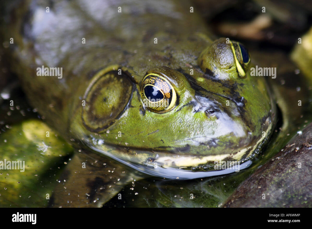Anura salientia hi-res stock photography and images - Alamy