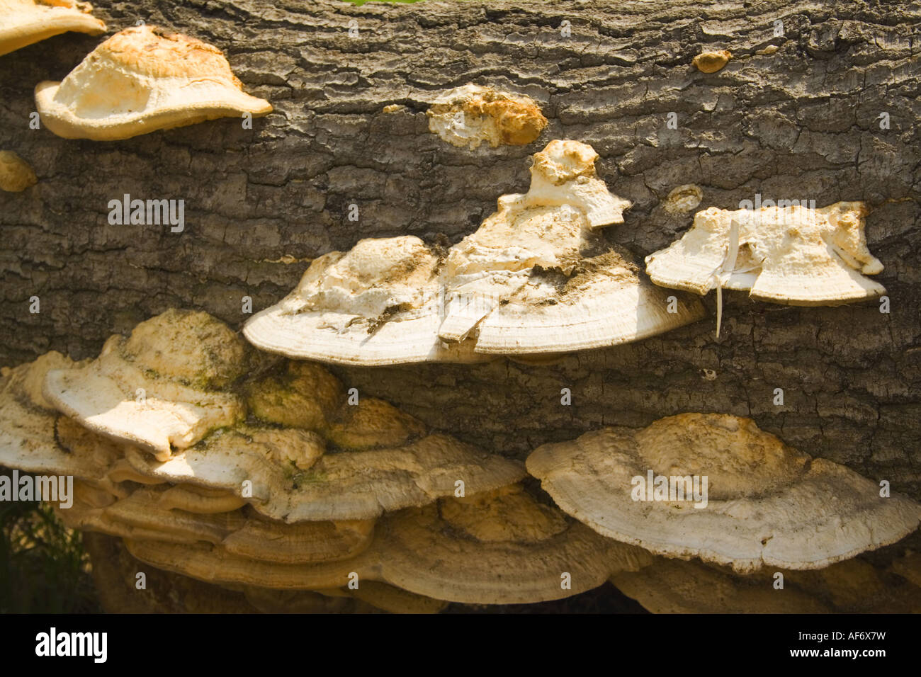 Fungi grow on log Stock Photo - Alamy
