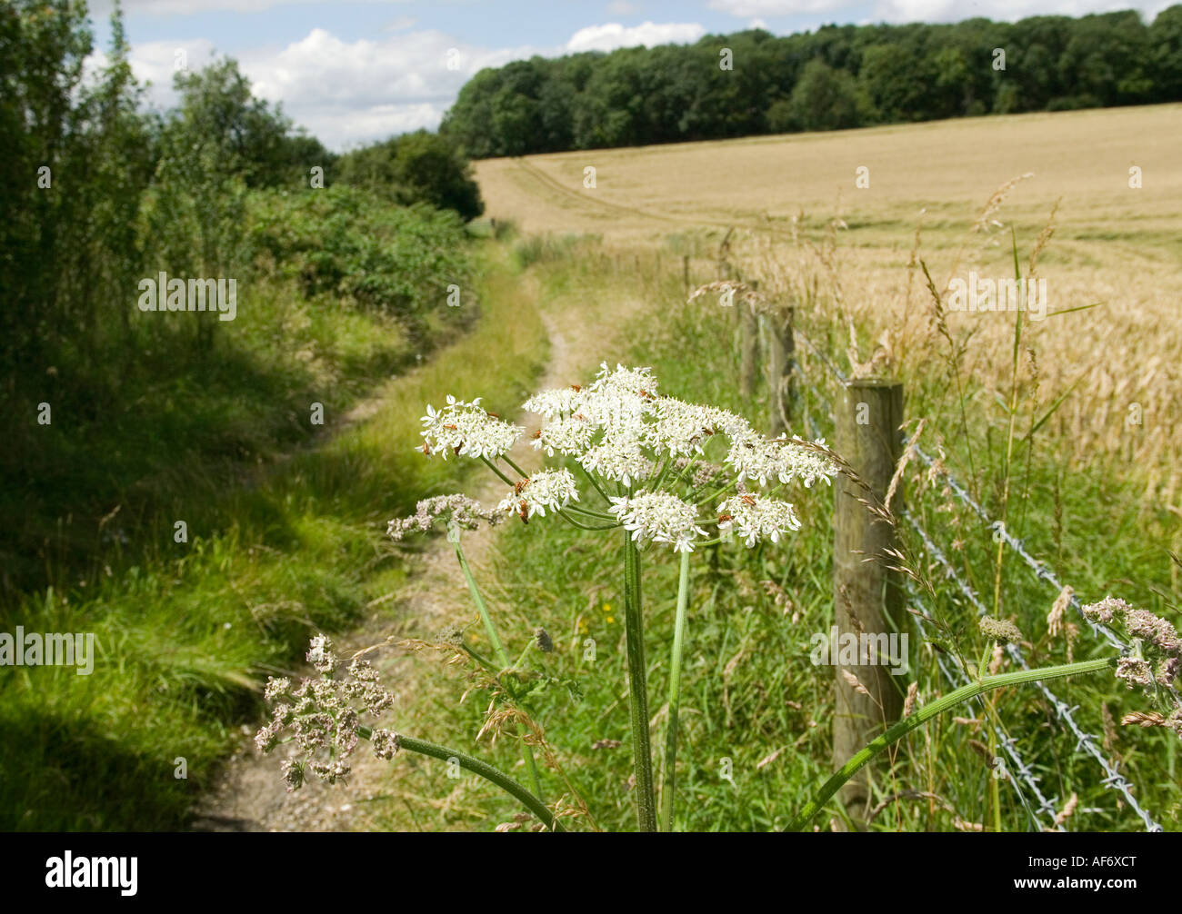 Country foot path in Berkshire England UK 2007 Stock Photo - Alamy