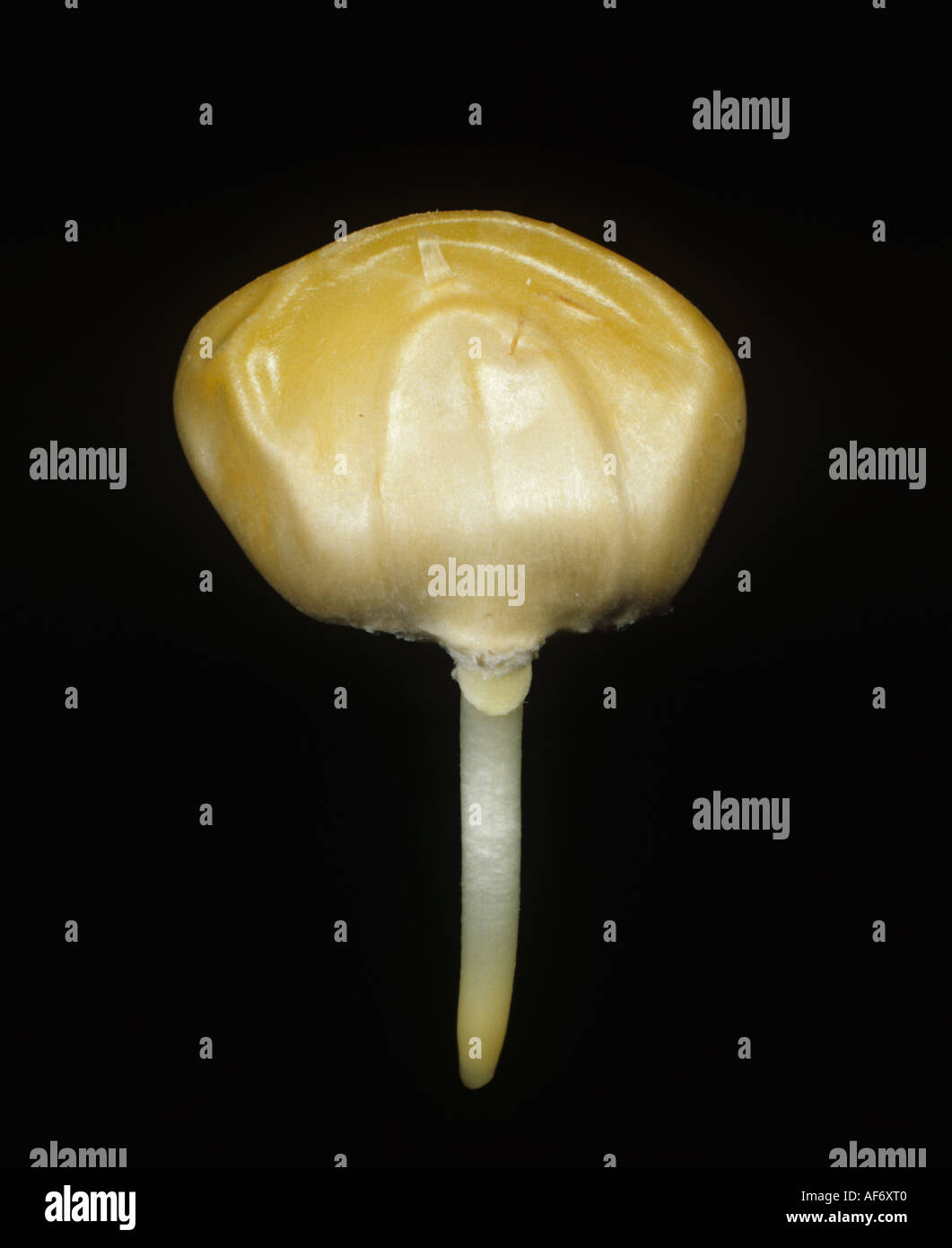 Maize Root High Resolution Stock Photography and Images - Alamy