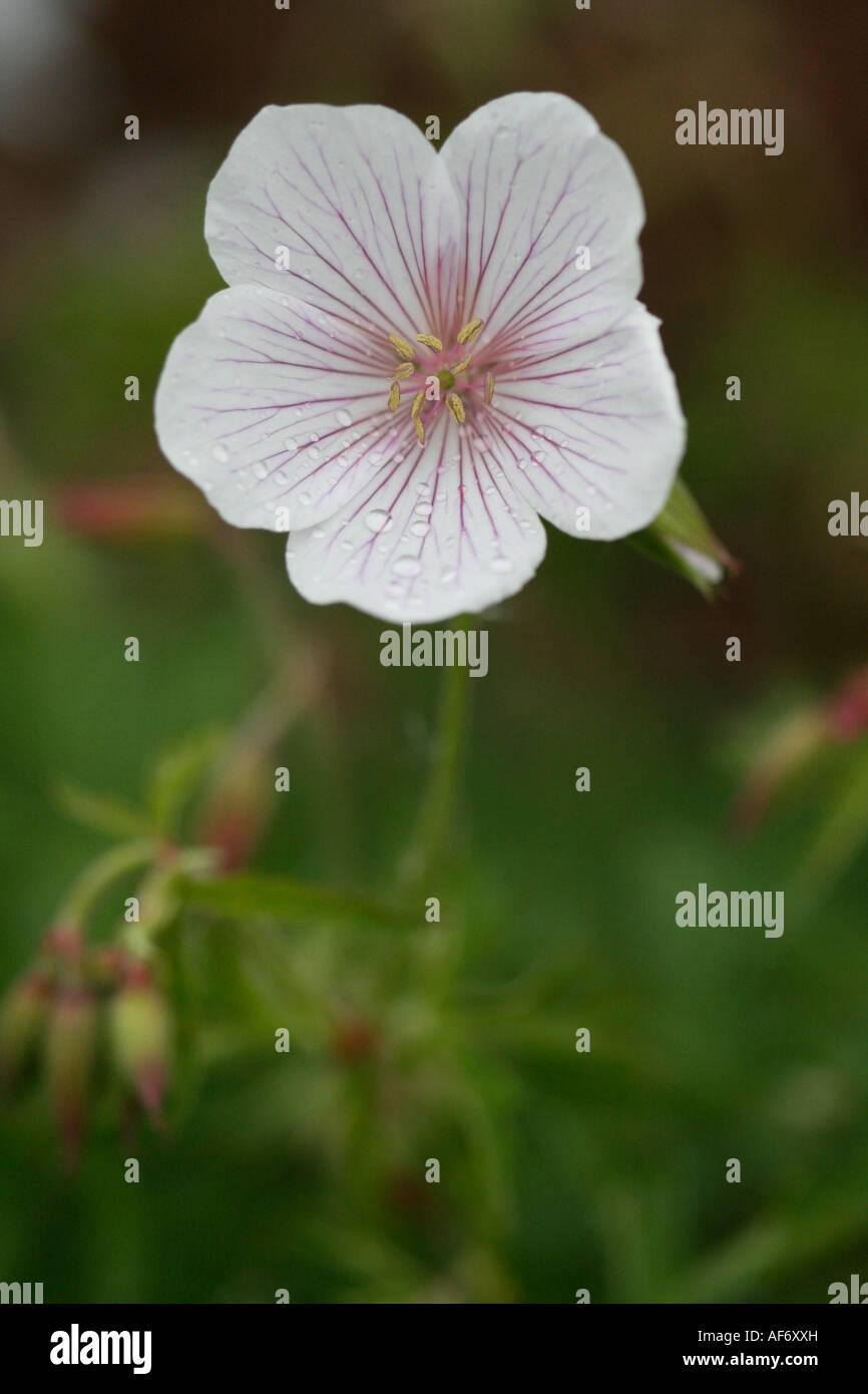 Geranium Clarkei Kashmir Stock Photo - Alamy