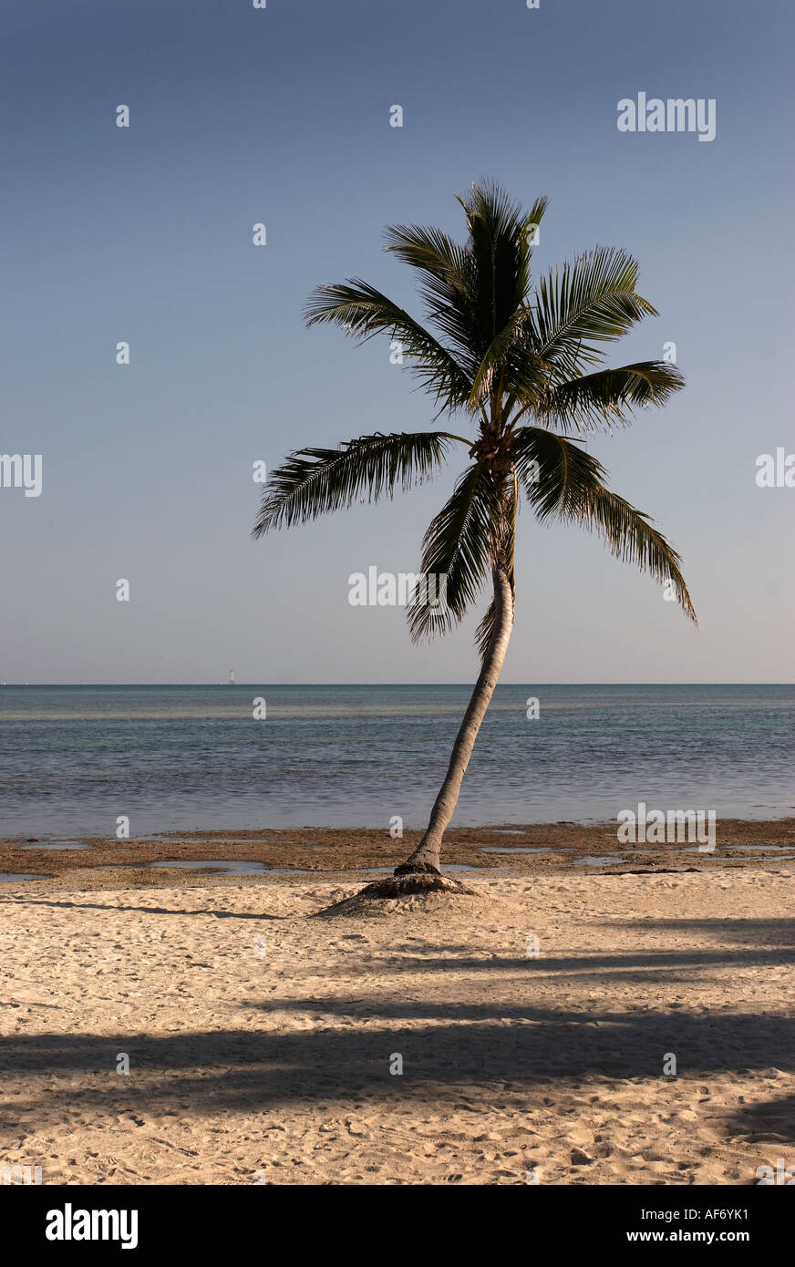 Palm Tree on the Beach Stock Photo - Alamy