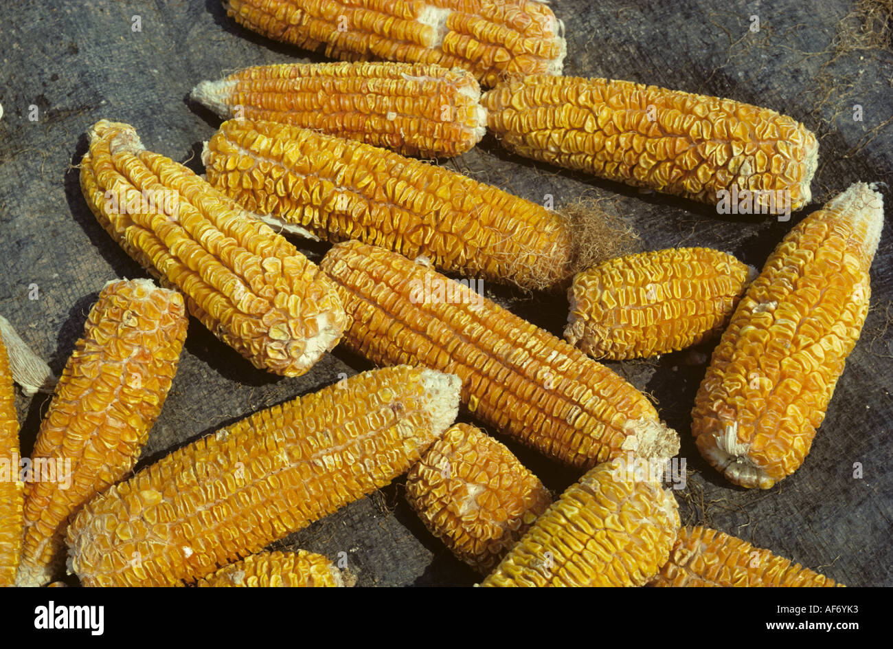 Corn crop drying hi-res stock photography and images - Alamy