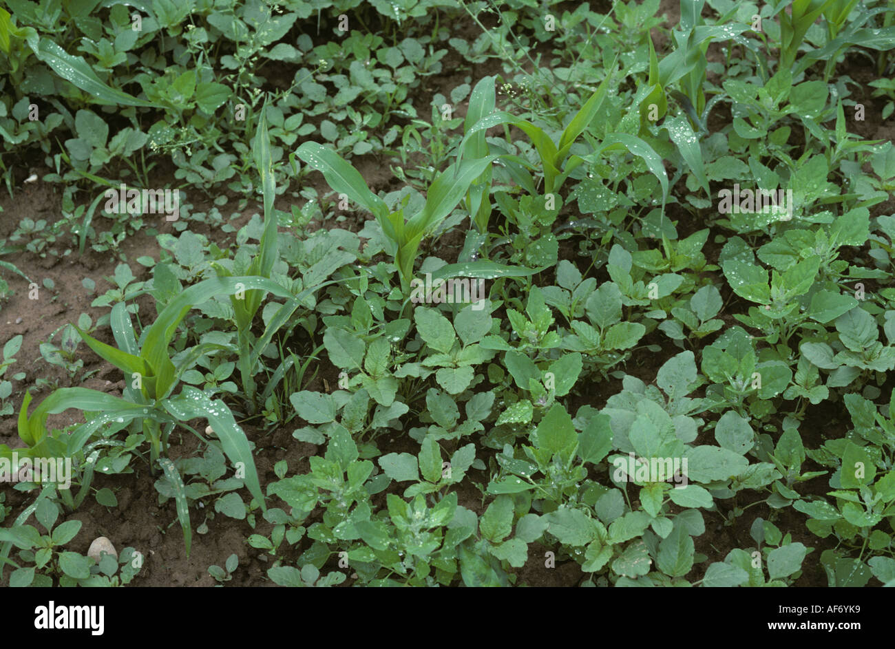 Amaranthus fat hen and other annual arable weeds in young maize crop ...