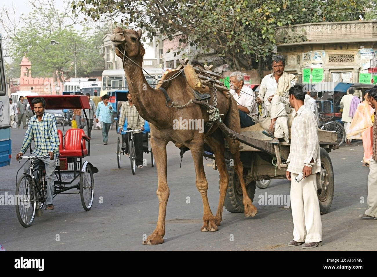 Camel and cart Jaipur Rajasthan India South Asia Stock Photo - Alamy