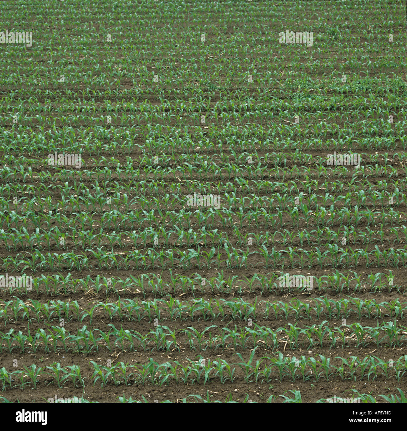 Rows Across High Resolution Stock Photography and Images - Alamy