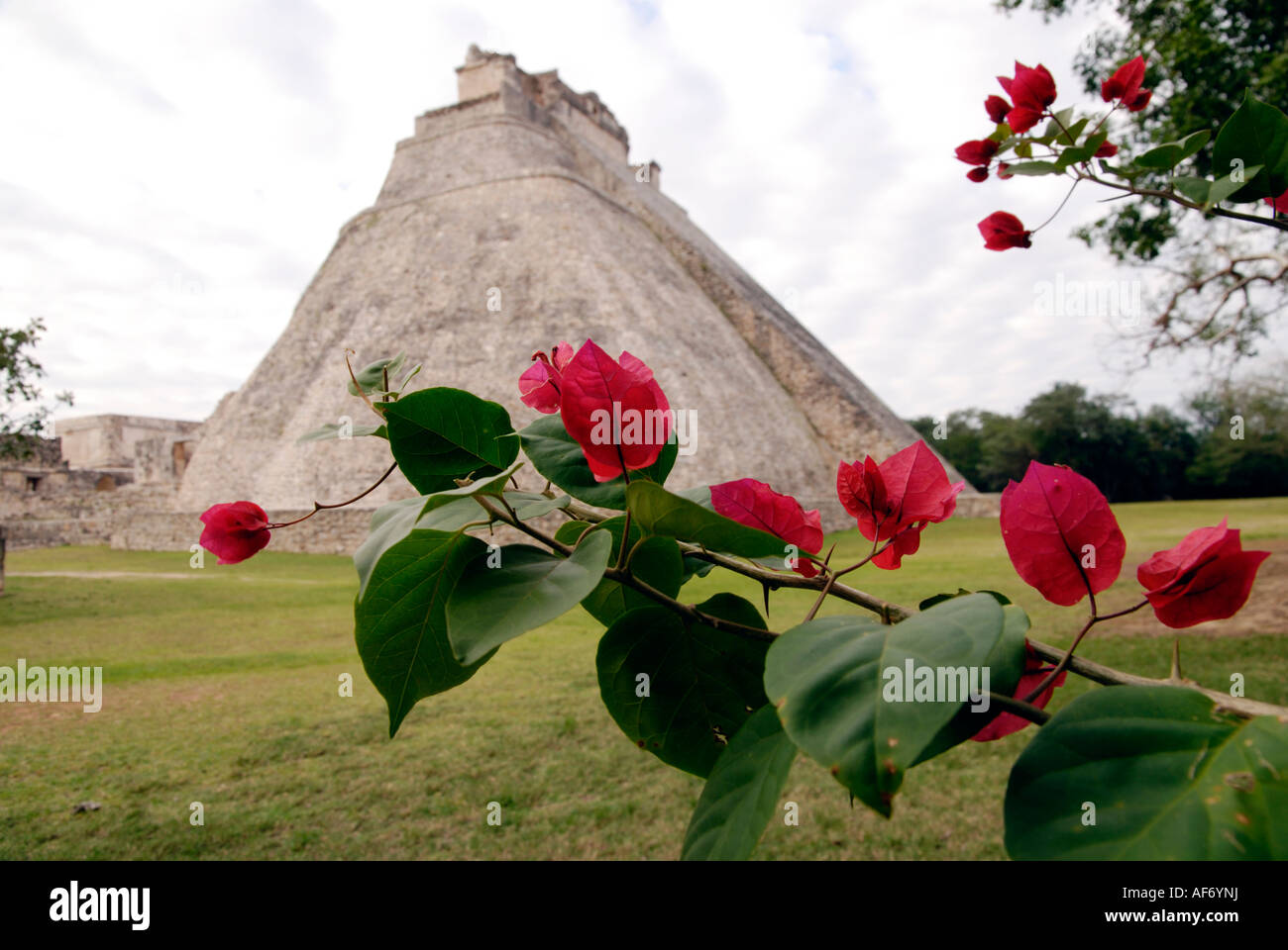 Bourganvillia flowers with the ancient Mayan pyramid of the Magician in ...