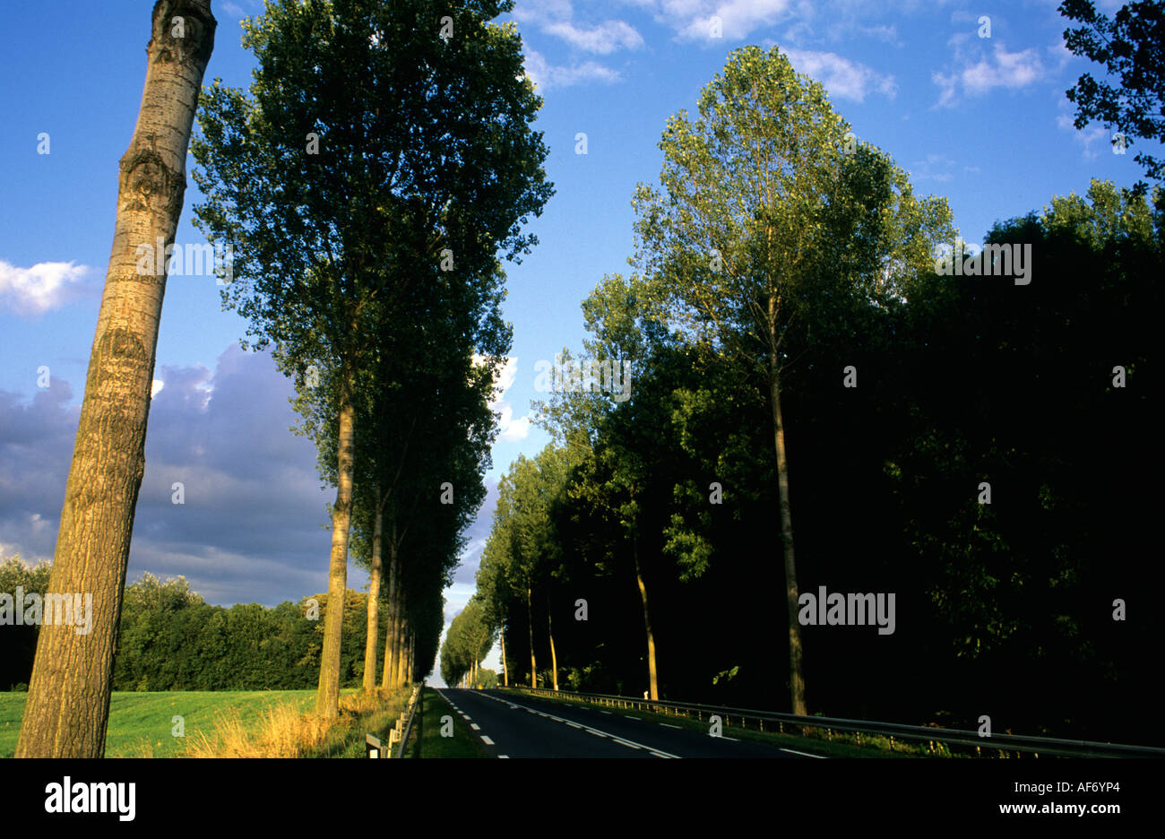 Light and shade on a tree-lined road, France Stock Photo - Alamy