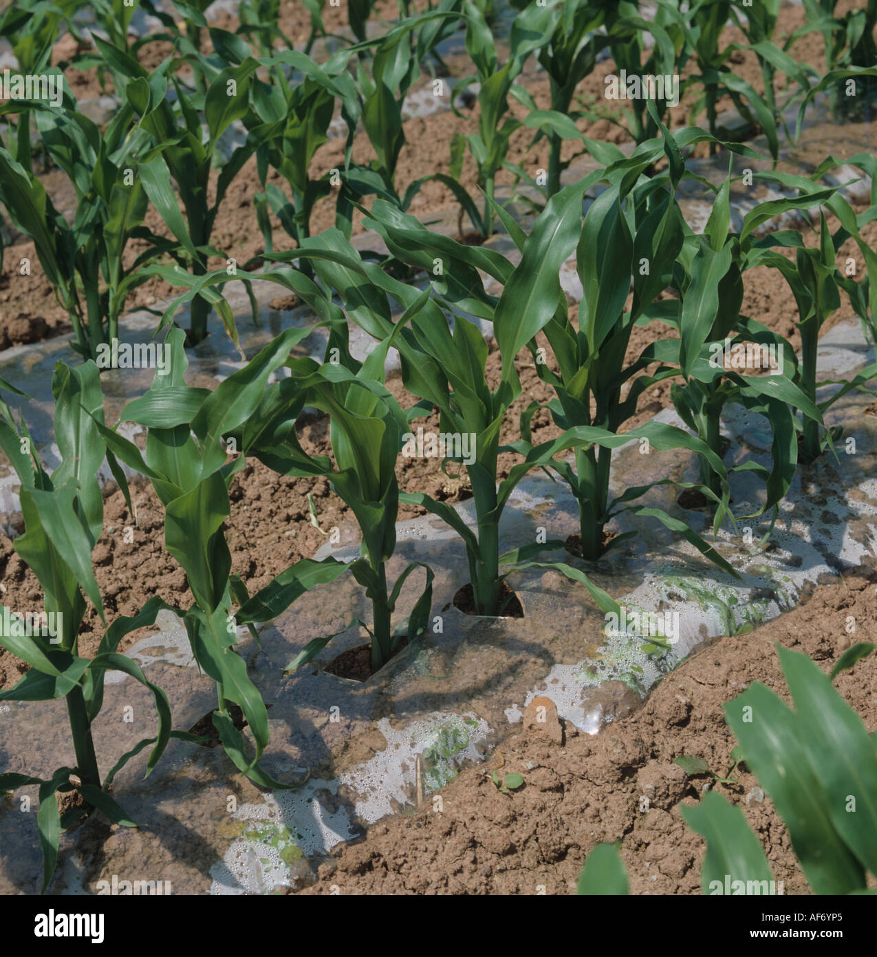 Young maize crop with plastic soil liner to reduce weeds and encourage ...