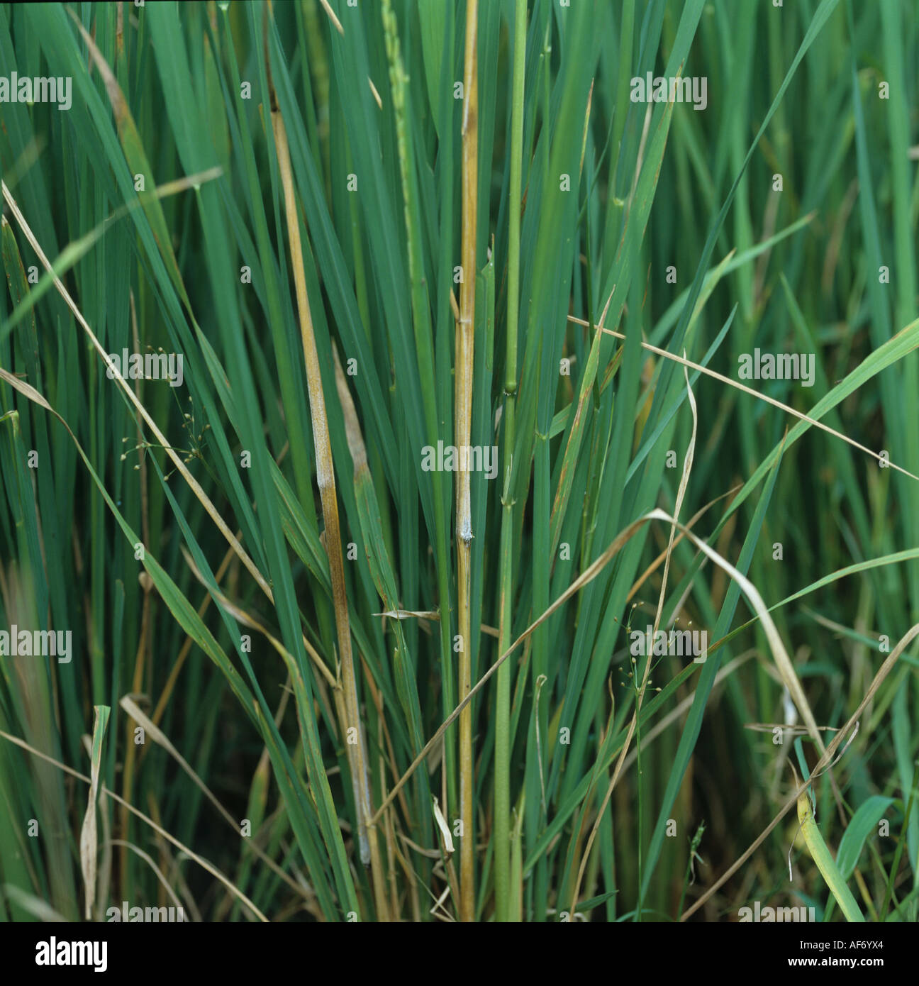 Mycelium dead shoots on rice plants with bakanae disease Gibberella ...